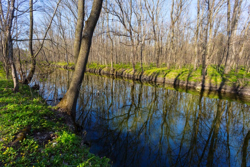 River Flow through the Spring Forest Stock Image - Image of park, calm ...