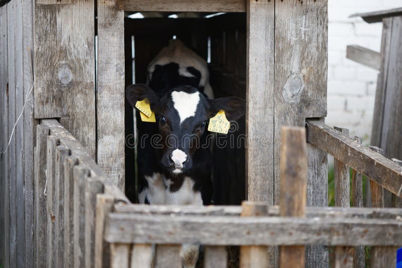 Small Calves of Cows in a Manger in Separate Houses Stock Image - Image ...