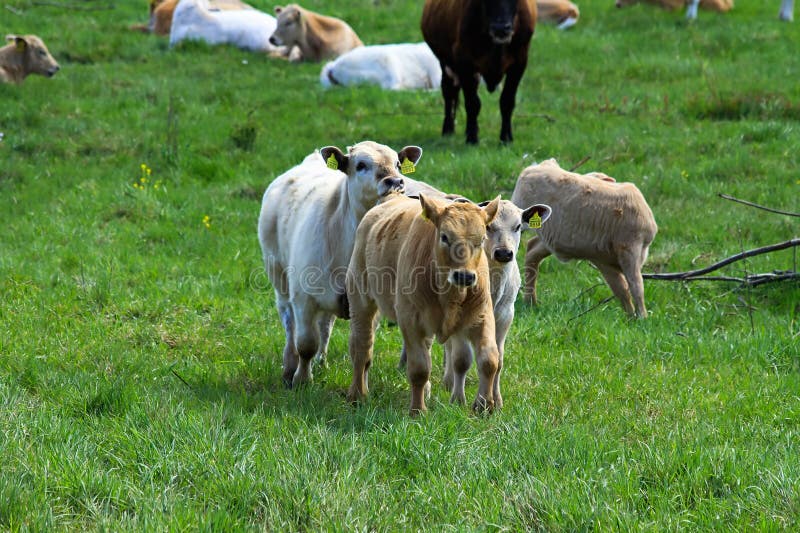 Small Calves in the Spring. Stock Photo - Image of field, farm: 307756402