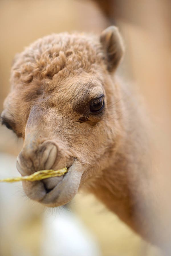 Small Camel (Hashi) in the Barn in the Kingdom of Saudi Arabia. Stock ...