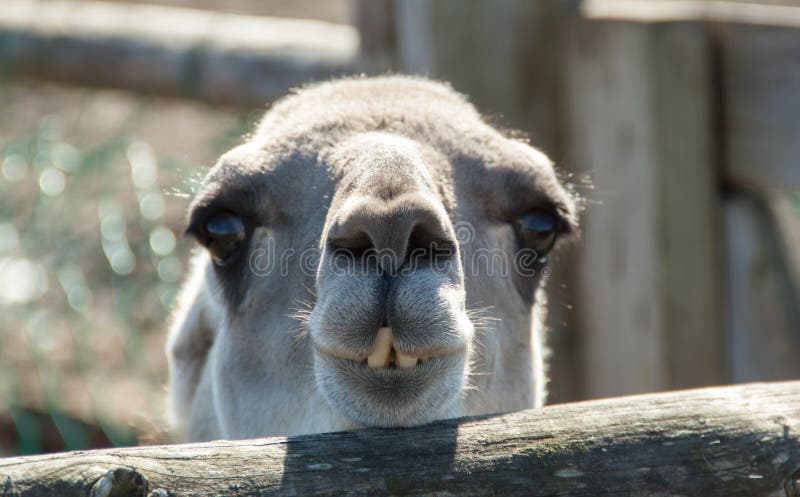 Small camel stock image. Image of crooked, farm, field - 39784019