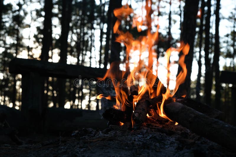 Small Campfire with Smoke of Burning Pine Logs in the Forest. Burning ...