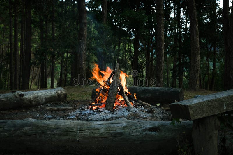 Small Campfire with Smoke of Burning Pine Logs in the Forest. Burning ...