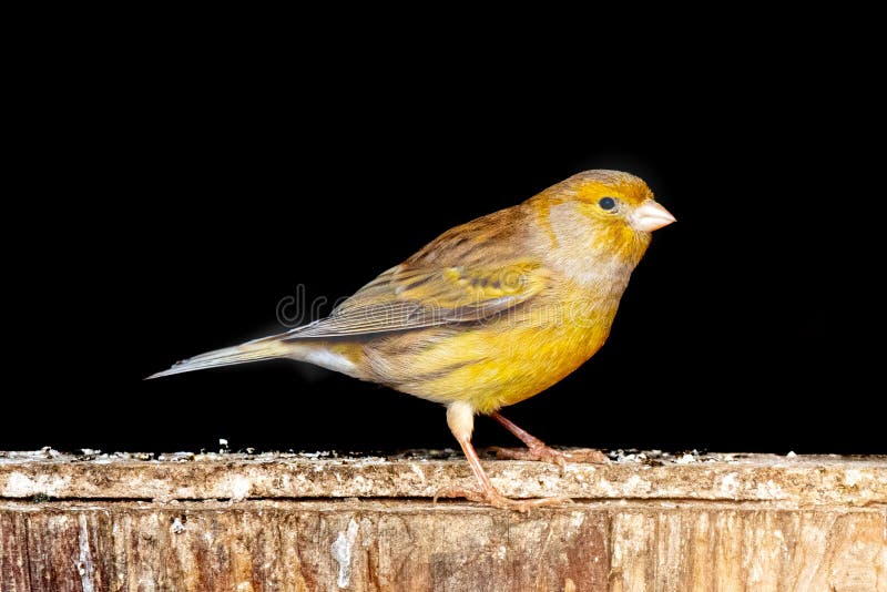 A Small Canary Bird Standing on a Fence Stock Image - Image of feathers ...