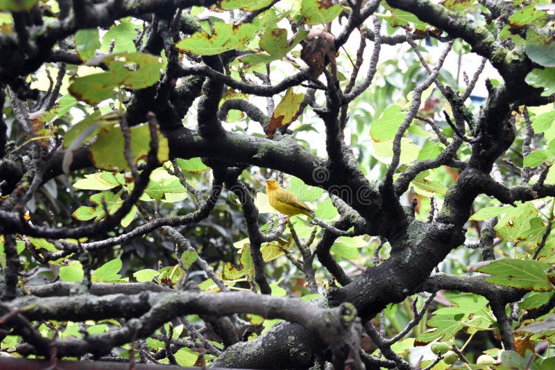 Canary stock photo. Image of bird, nature, yellow, small - 132857110