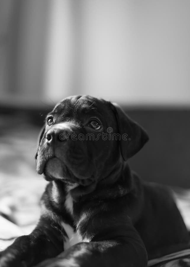 Cane Corso Puppy, Very Smart Dog Stock Photo - Image of domestic, eyes ...