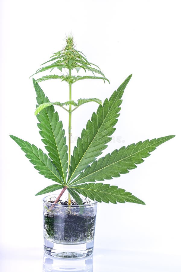 A Small Cannabis Plant Grows in a Small Glass Vase with a Large Leaf in ...