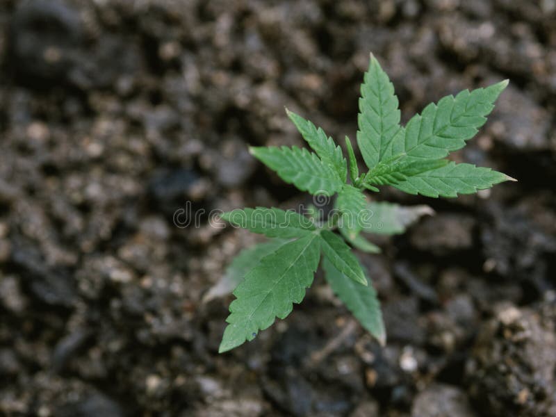 Small cannabis plants stock photo. Image of soil, growth - 284694282