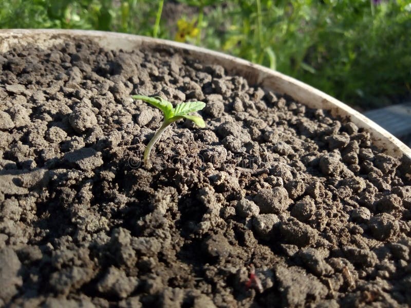 Small Cannabis Sprout Grade Ak-47 Stock Photo - Image of wildlife ...