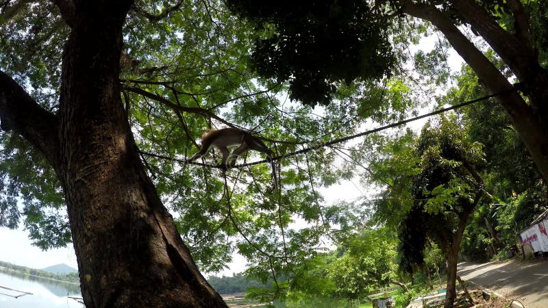 Small Captive Monkey Chained on the Tree Stock Footage - Video of swing ...