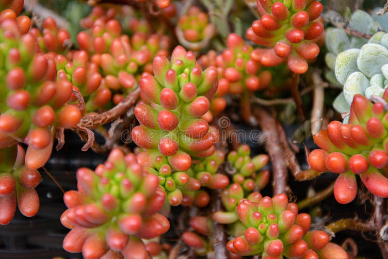 Small Captus with Red Flower-shaped Tip Stock Photo - Image of light ...