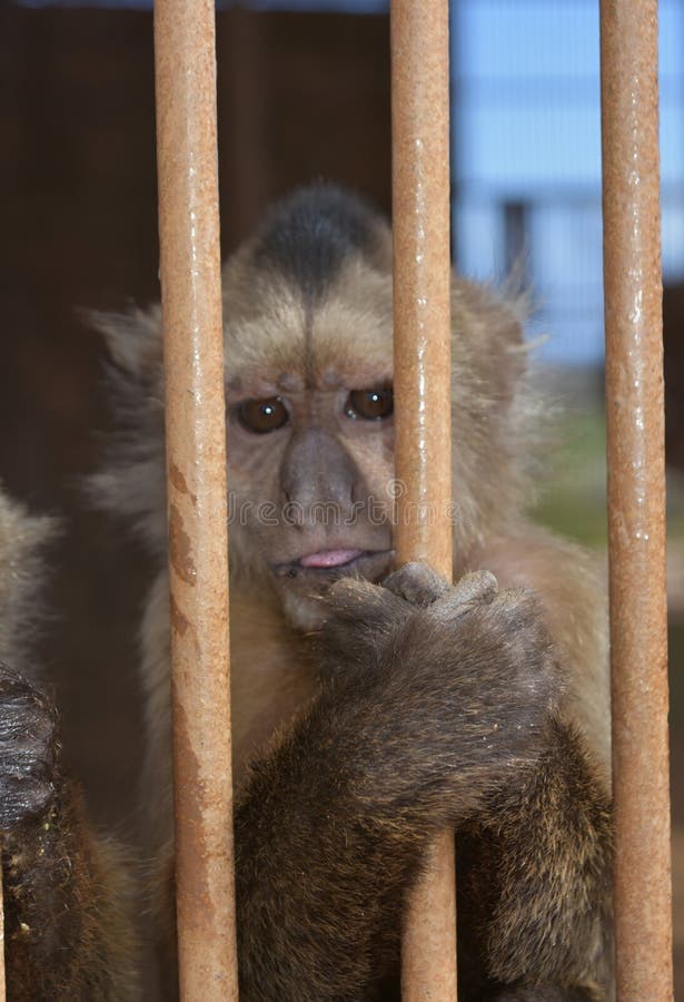 A Small Capuchin Monkey Behind Metal Bars Which Looks Very Sad Stock ...