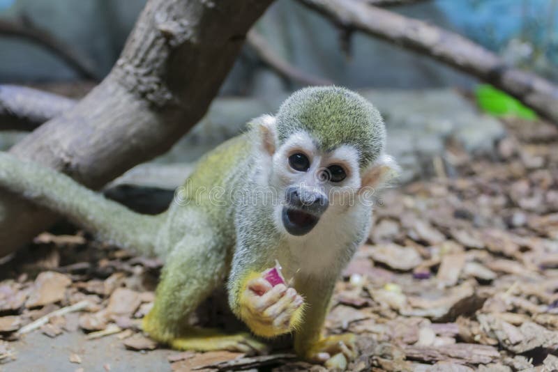 A Small Capuchin Monkey Sits on the Ground Stock Photo - Image of ...
