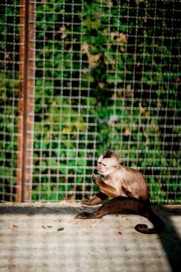 A Small Capuchin Monkey is Sitting in a Cage. the Shadow of a Metal ...
