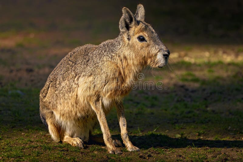 A Small Capy is Standing in the Grass Near Trees Stock Photo - Image of ...