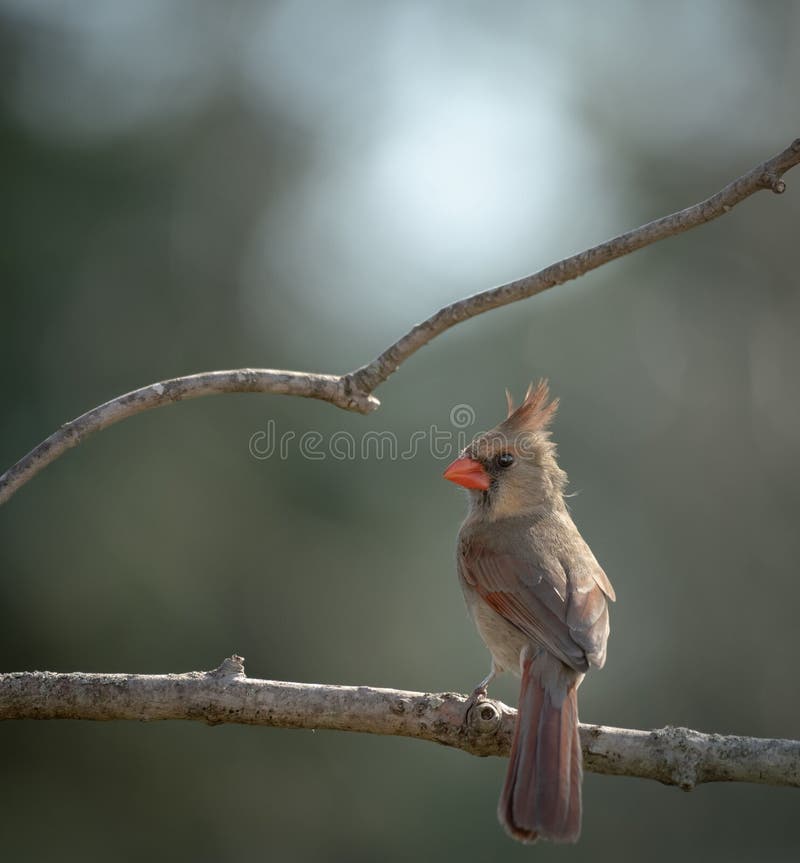 Small Cardinal Bird Perched Atop a Gnarled Branch in a Tree Stock Image ...