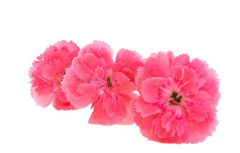 Small carnation isolated stock photo. Image of carnation - 260651718