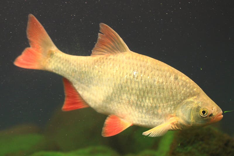 Small carp fish stock photo. Image of fresh, wildlife - 52707668
