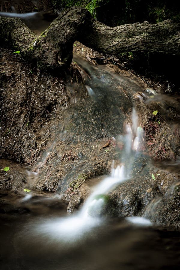 Small Cascade Flowing Under Tree Trunk in the Forest Stock Photo ...