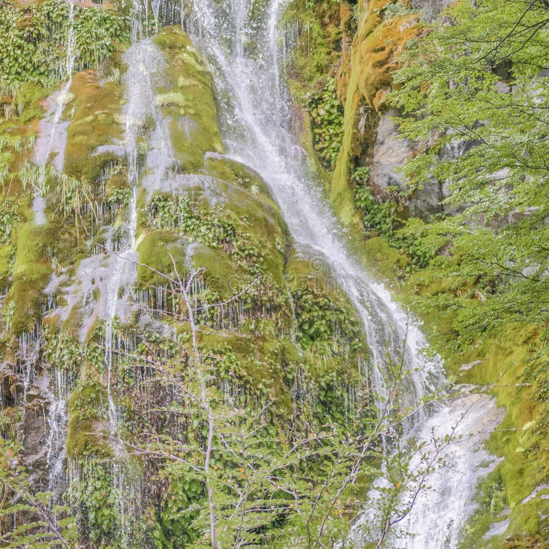 Small Cascade at Forest - Patagonia - Argentina Stock Photo - Image of ...