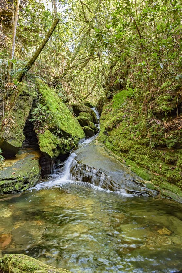 Small Cascade and River in the Interior of the Rainforest Stock Photo ...