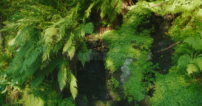 Small Cascade of Water Flowing Over Rocks Covered in Vibrant Green ...