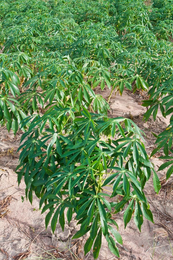 Cassava or Manioc Plant Field Stock Image - Image of arrange, farm ...