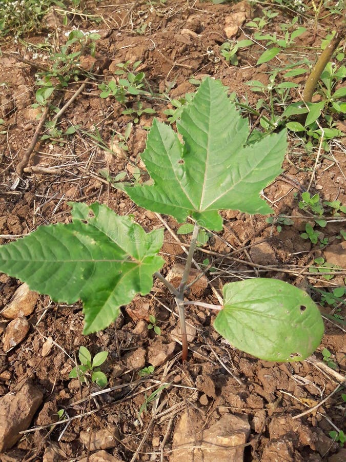 Castor oil plant stock image. Image of castor, poison - 3162829