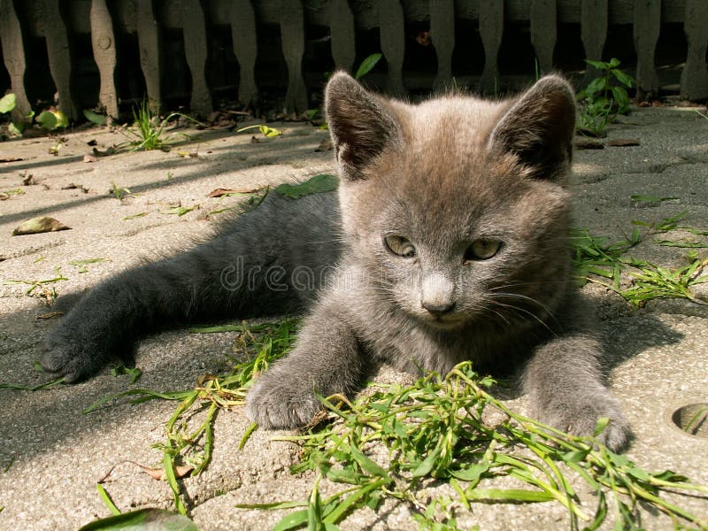 Small Cat Picture. Image: 1226659