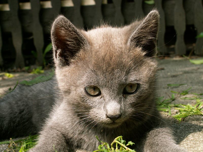 Small Cat Picture. Image: 1226782