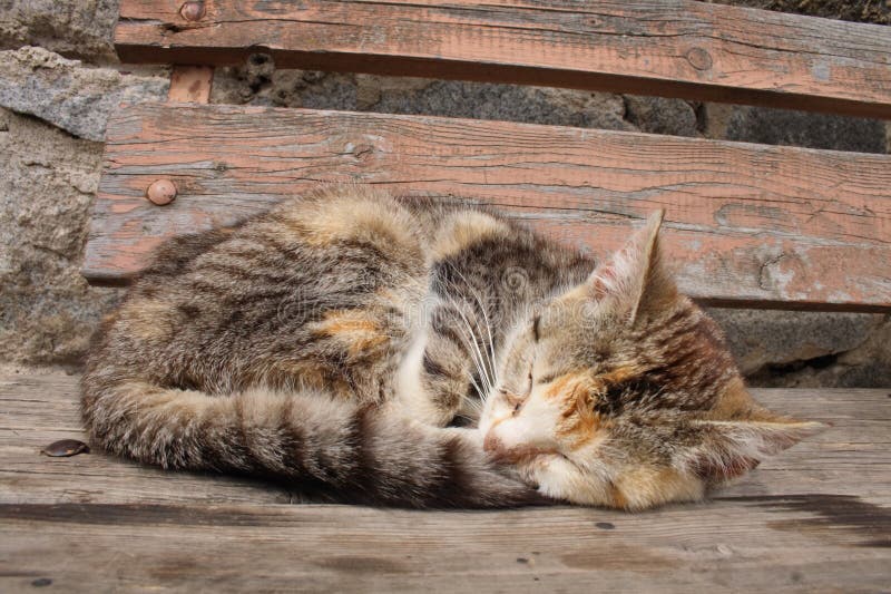 Cat on bench stock image. Image of sleepy, stay, purr - 1287333