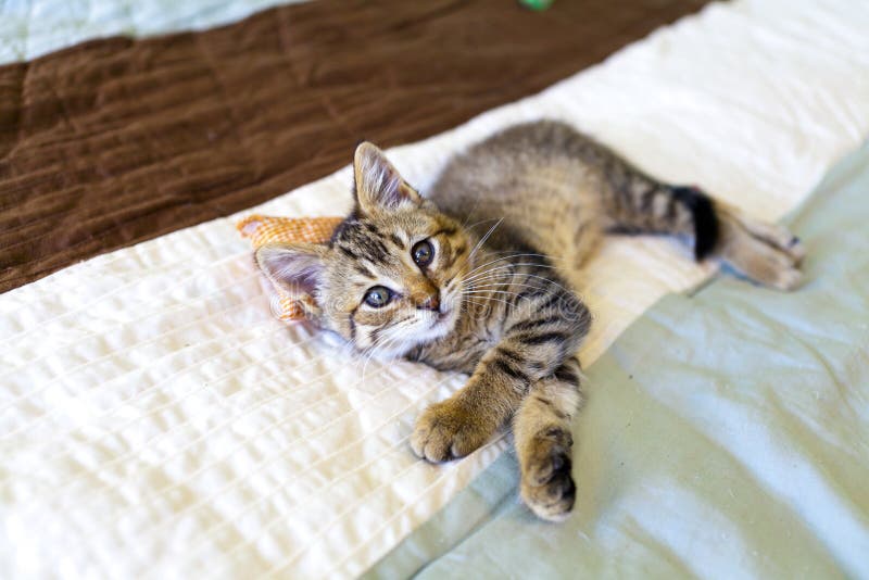 Small Cat stock image. Image of comfortable, interior - 25598597