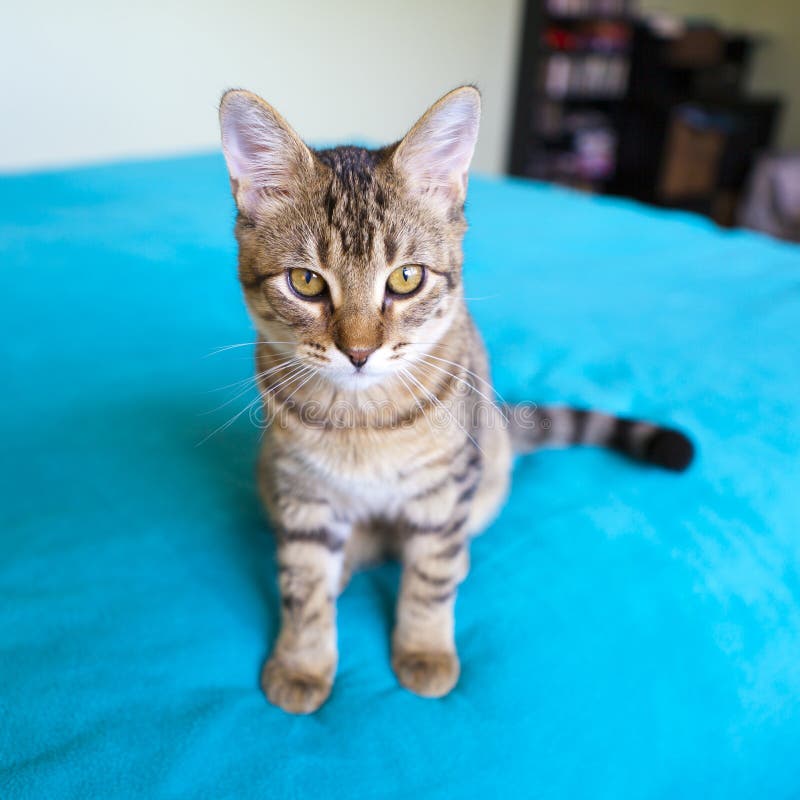 Small Cat stock image. Image of comfortable, love, portrait - 27126123