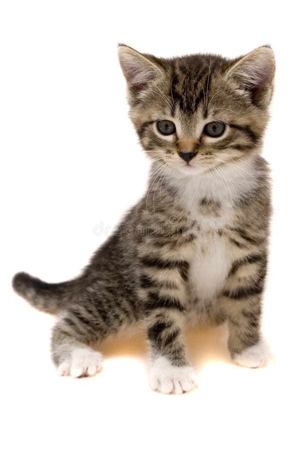 Small Cat Picture. Image: 8301545