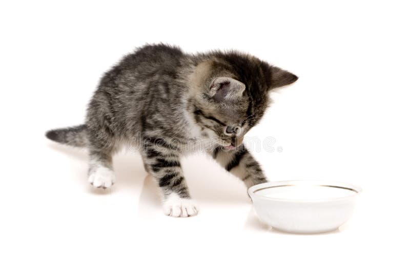 Small Cat Picture. Image: 8301648