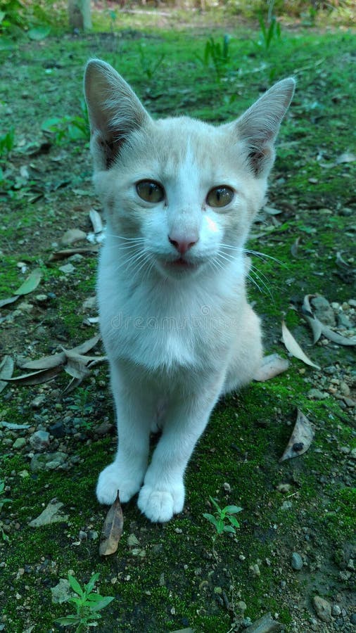 Small cat stock image. Image of smile, animal, small - 90713617