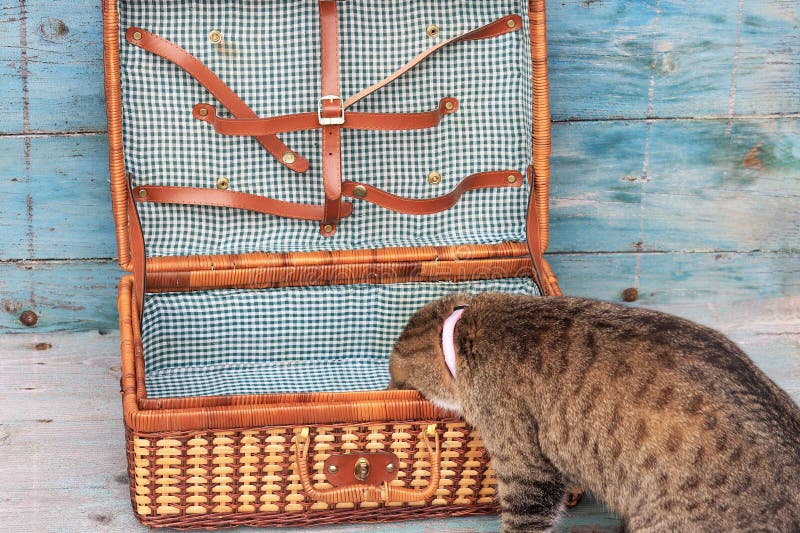 A Small Cat Doesn T Want To Go on Vacation Stock Image - Image of ...