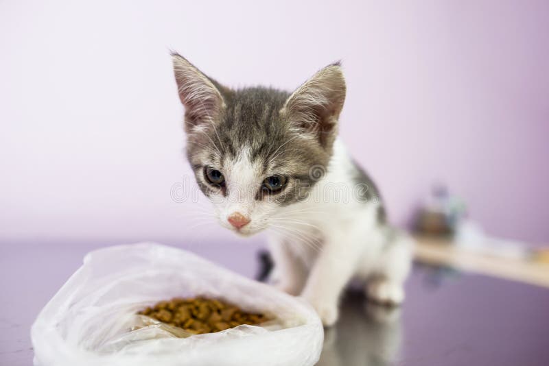 A Small Cat Eats Food from a Plastic Bag Stock Image - Image of feline ...