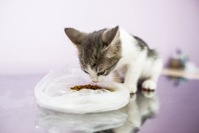 A Small Cat Eats Food from a Plastic Bag Stock Image - Image of mammal ...