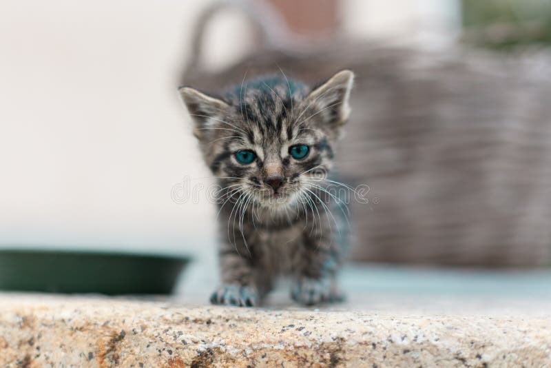 Small cat eyes stock photo. Image of looking, fuzzy, posing - 27217884