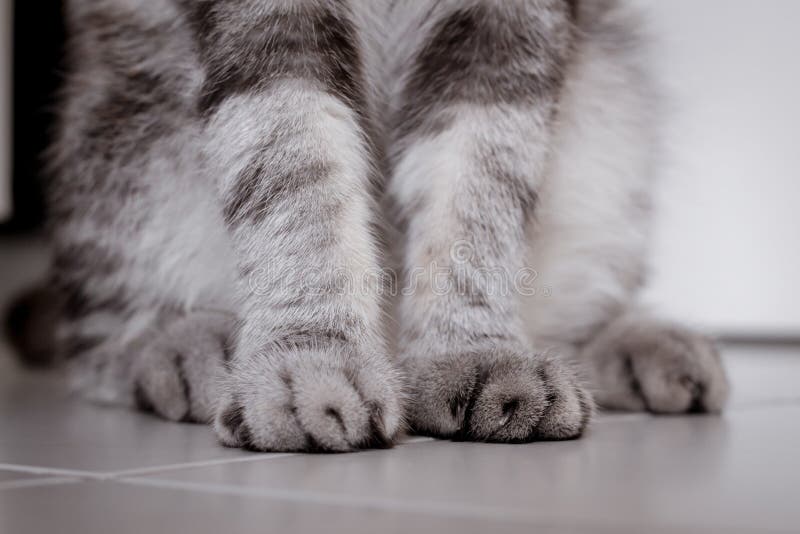 Small Cat Foot on the Floor Inthe Room Stock Image - Image of kitten ...