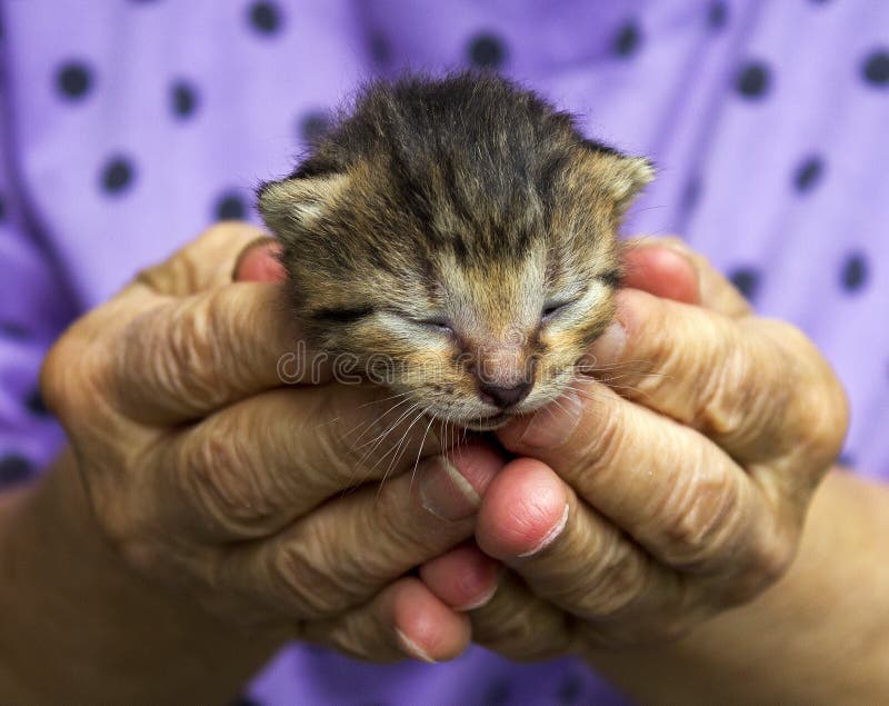 Small cat stock photo. Image of white, viollett, grey - 31548220
