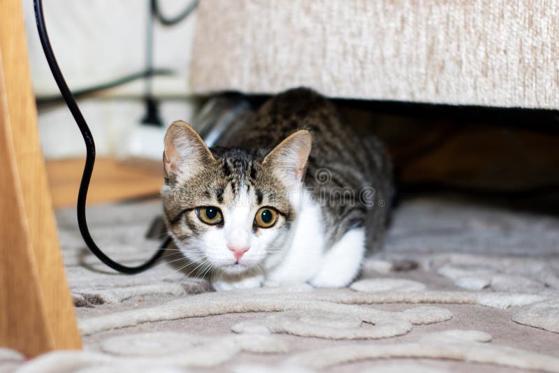 A Small Cat is Hiding Under a Couch, Curiously Looking at the Camera ...