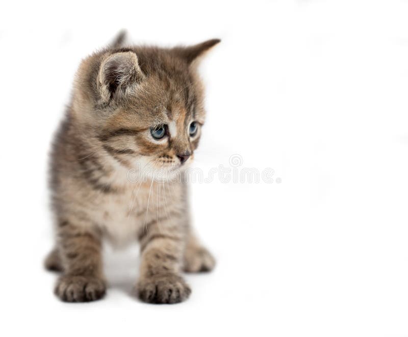 The small cat is isolated stock image. Image of funny - 24695071