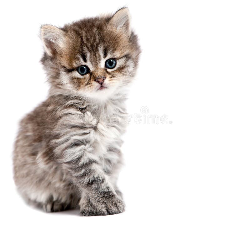The small cat is isolated stock image. Image of funny - 24695071