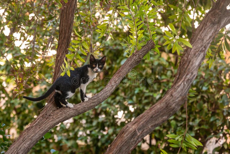 A Small Cat with Jingle Bell on Neck Climbing Tree Branch Stock Photo ...