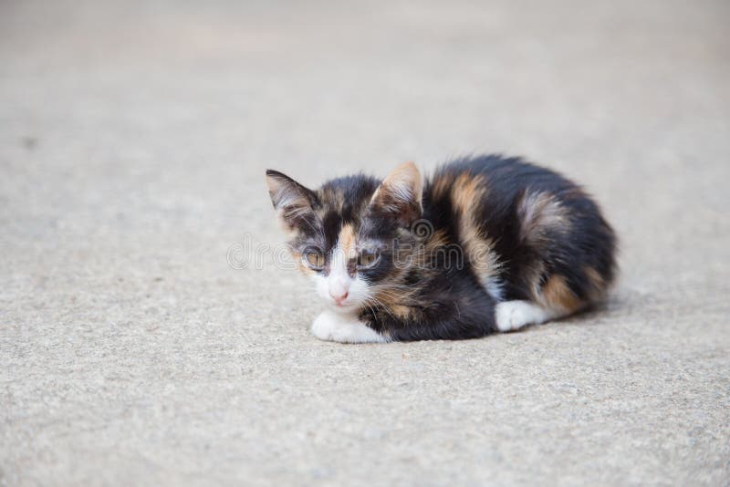 Small cat, kitten outdoor stock photo. Image of ferocious - 79145198