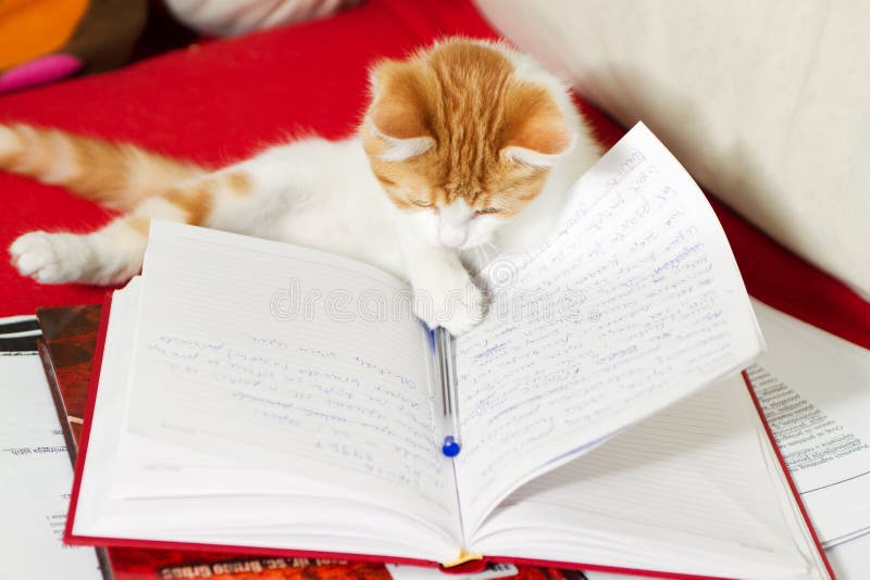 Smart Cat Writing with Books on White Stock Photo - Image of glasses ...