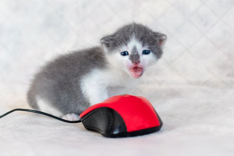Small Cat Near the Computer Mouse, the Cat Meows Stock Image - Image of ...