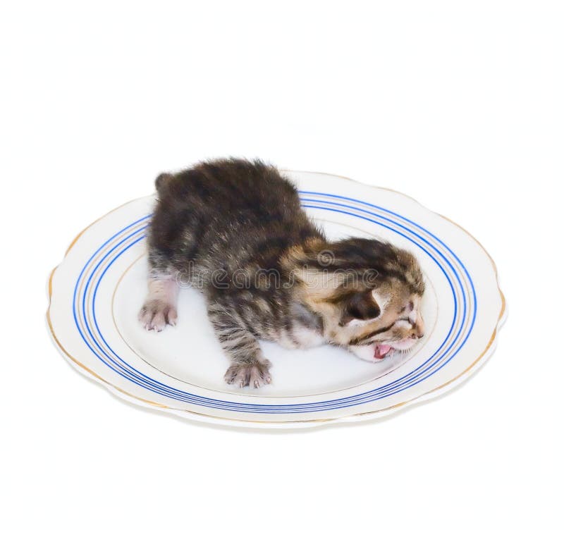 Small cat on plate stock image. Image of gray, beauty - 7263433